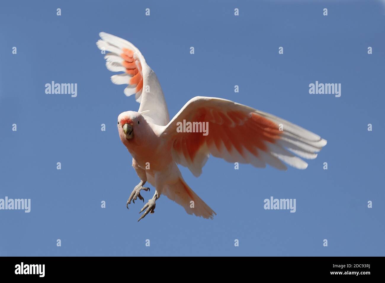 Australian Pink Cockatoo in flight Stock Photo - Alamy