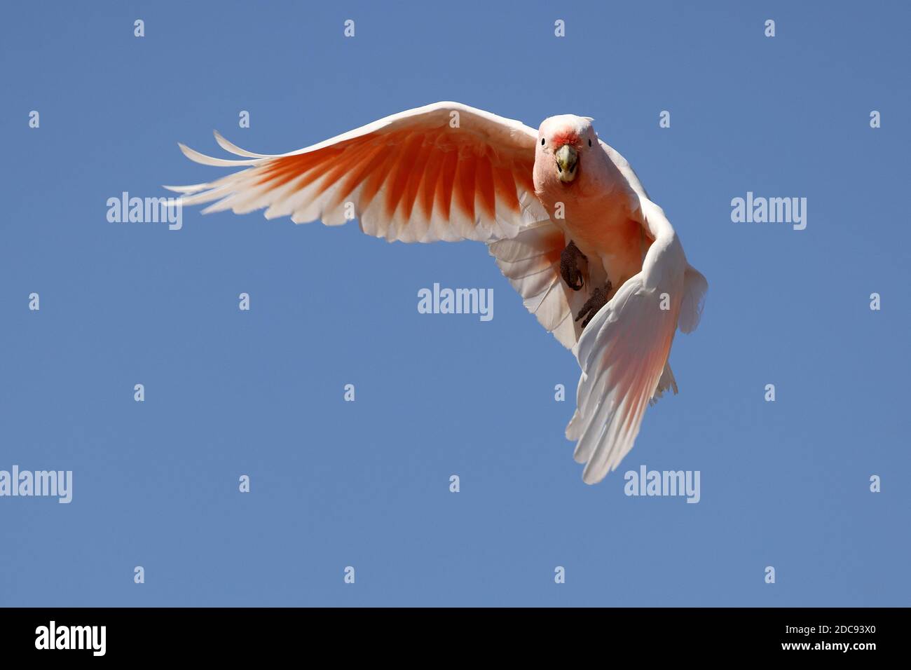 Australian Pink Cockatoo in flight Stock Photo - Alamy