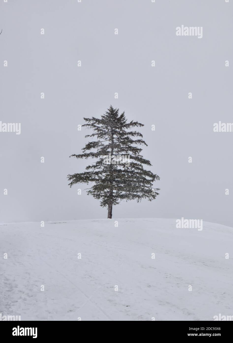 single evergreen tree on a hill in a snowstorm in winter Stock Photo ...