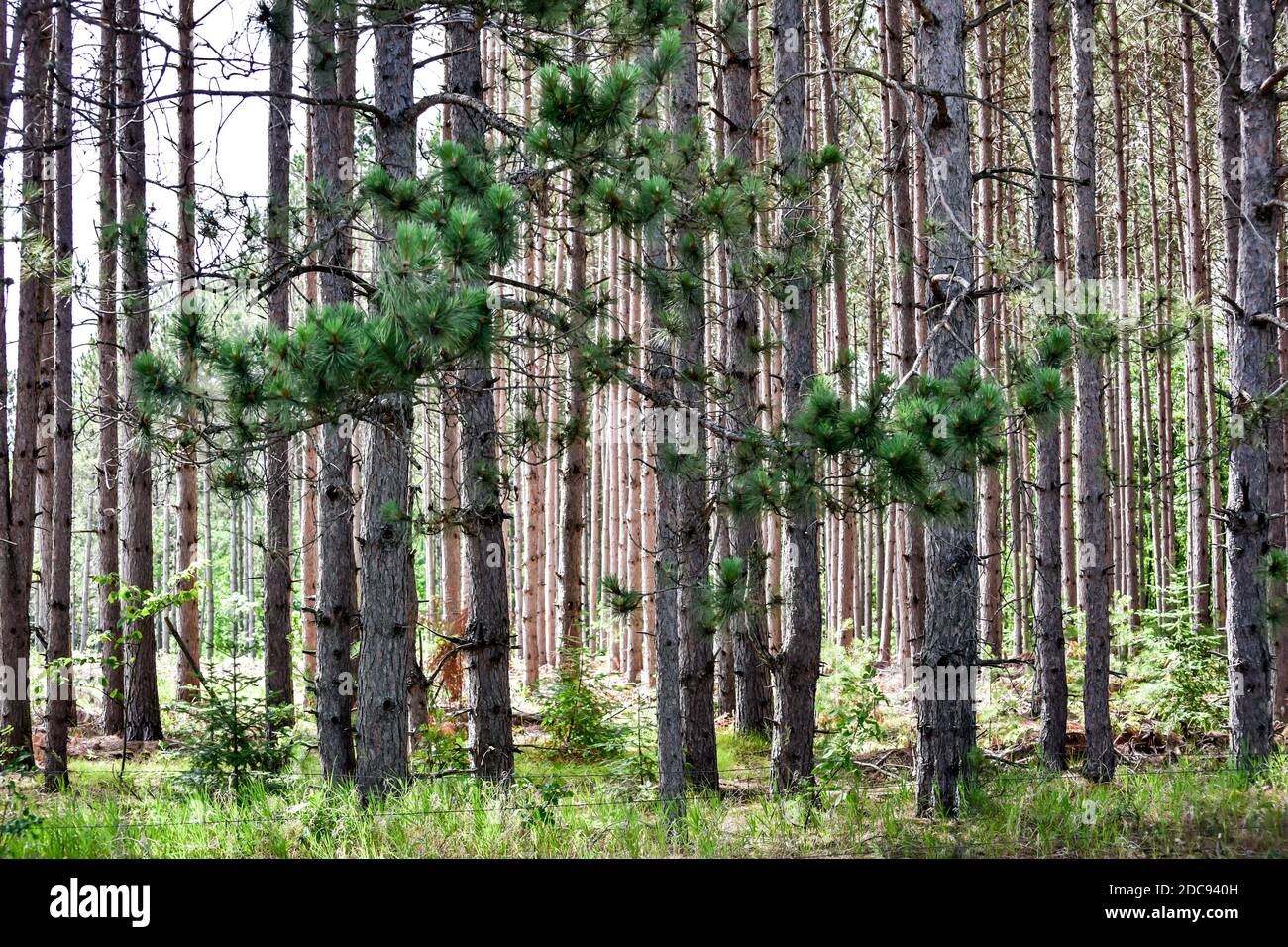 Row of tall trees lined up along the forest edge Stock Photo - Alamy