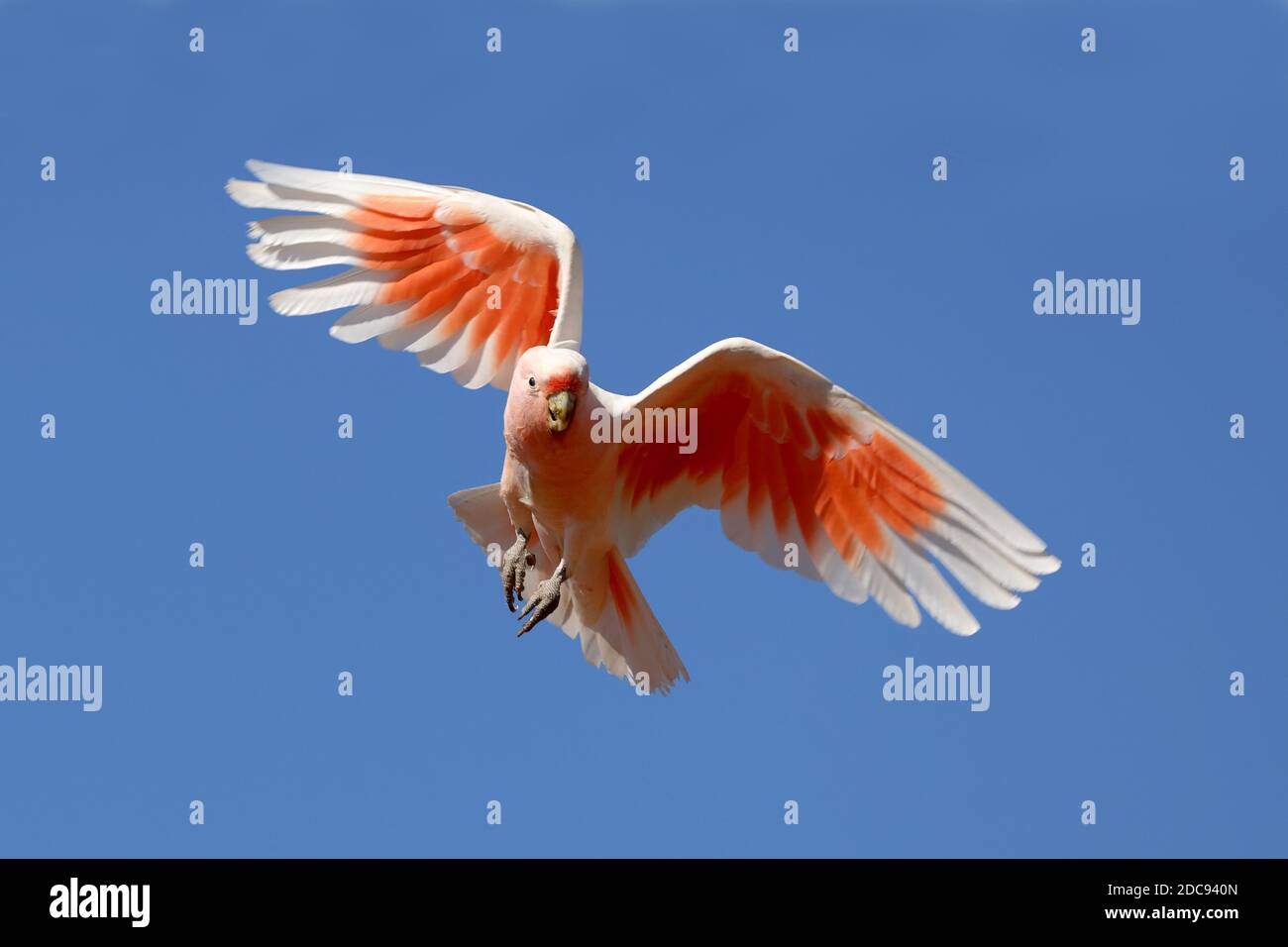 Pink major mitchells cockatoo cacatua hi-res stock photography and ...