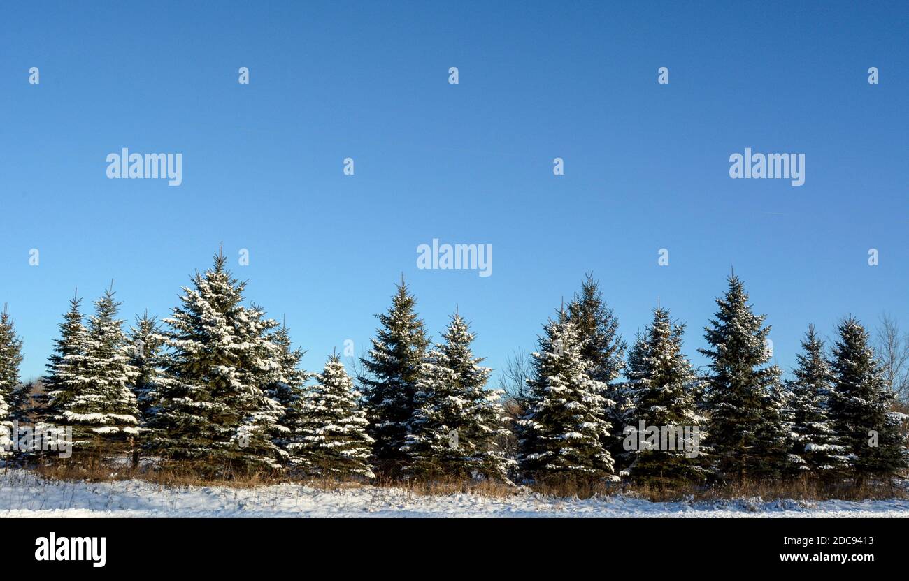 Birch Trees In Winter High Resolution Stock Photography and Images - Alamy