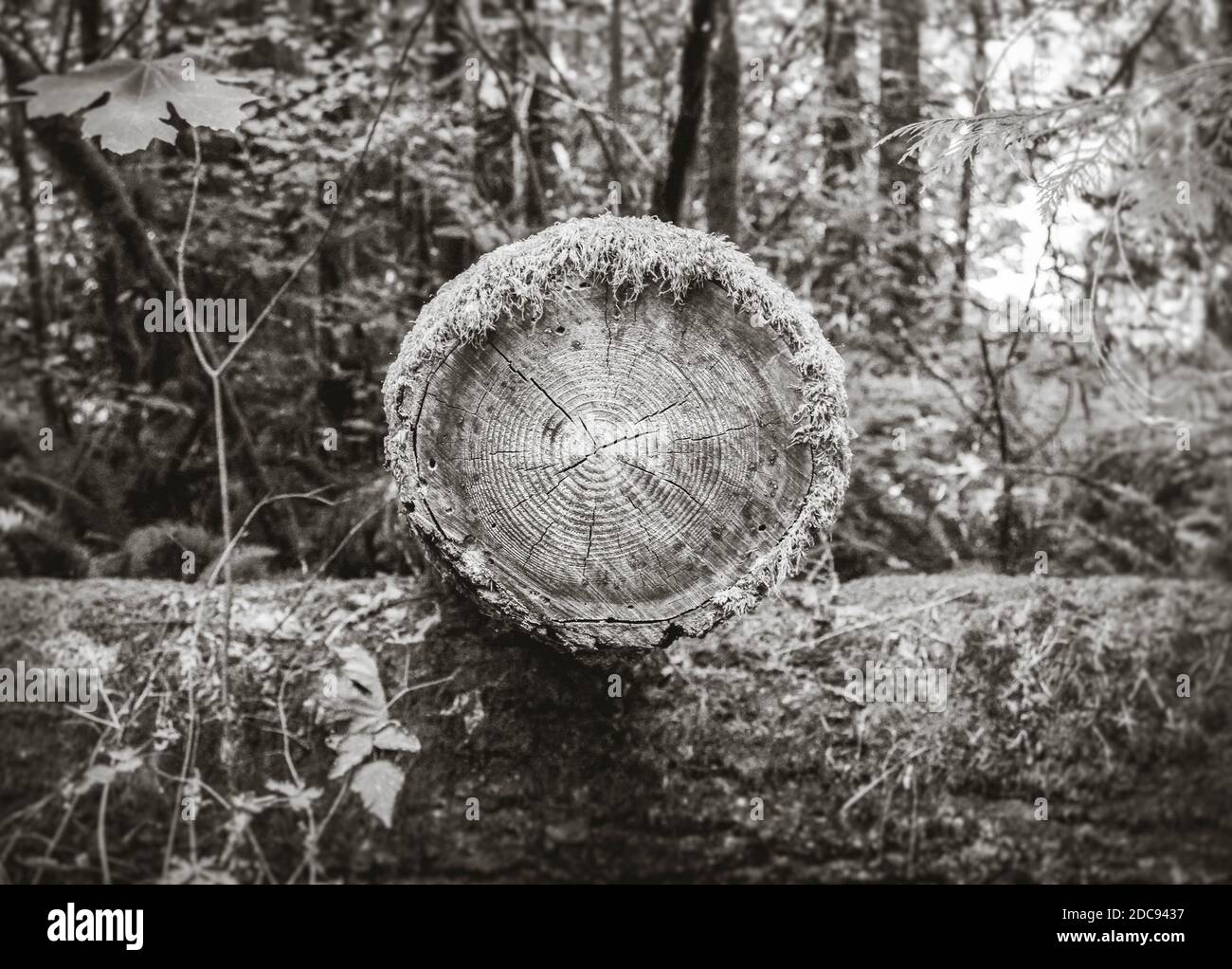 Large mossy tree branches hi-res stock photography and images - Alamy