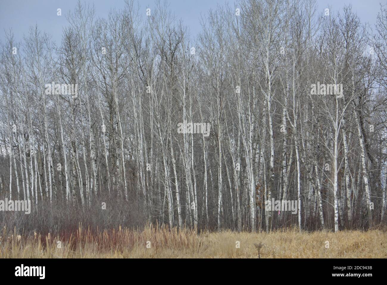 Row of tall trees lined up along the forest edge Stock Photo - Alamy