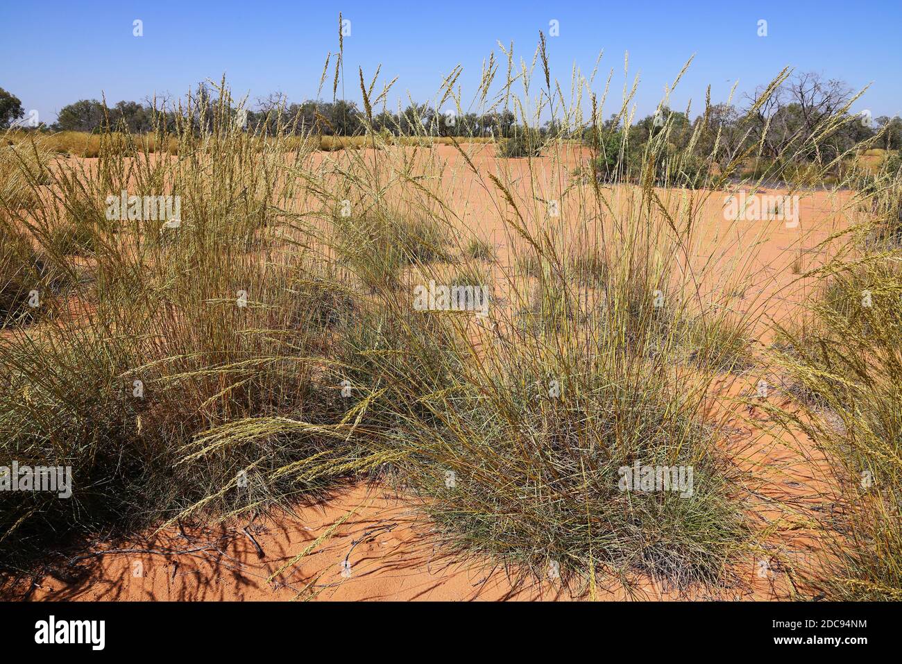 Spinifex grass hi-res stock photography and images - Alamy