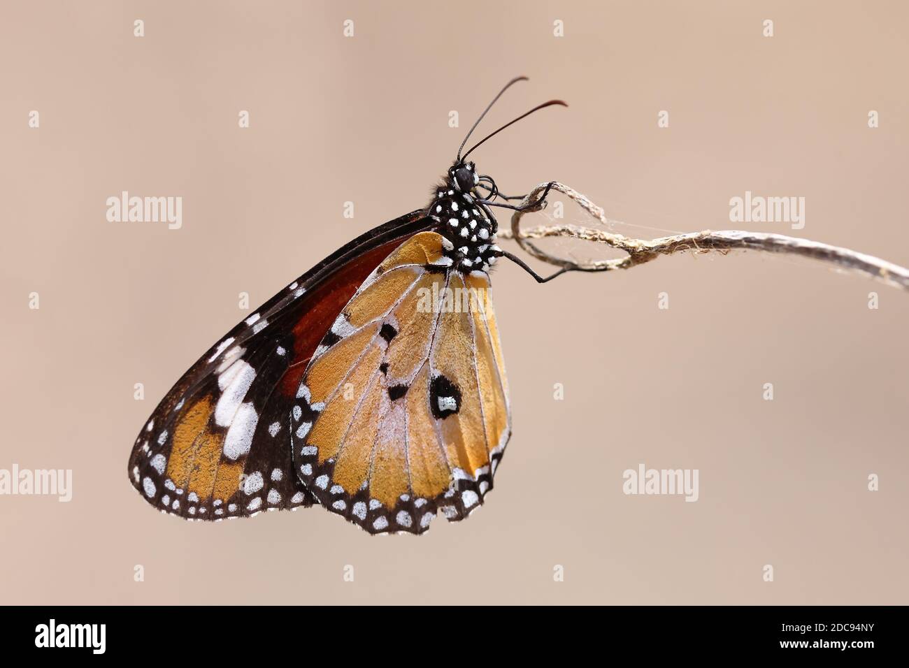 Lesser Wanderer Butterfly Stock Photo - Alamy