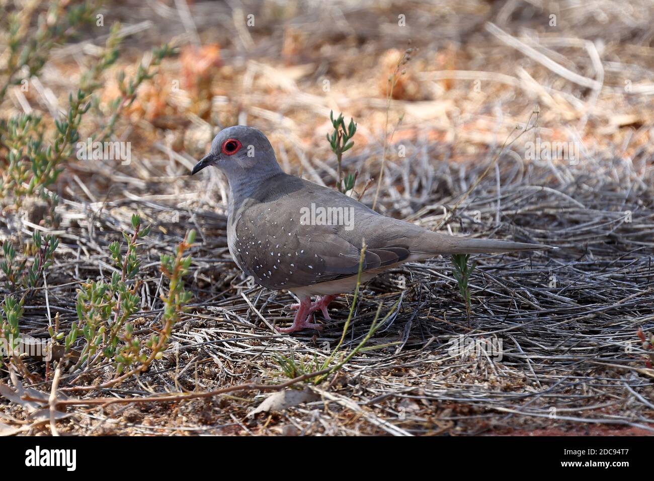 Small Diamond Dove native to Australia Stock Photo - Alamy