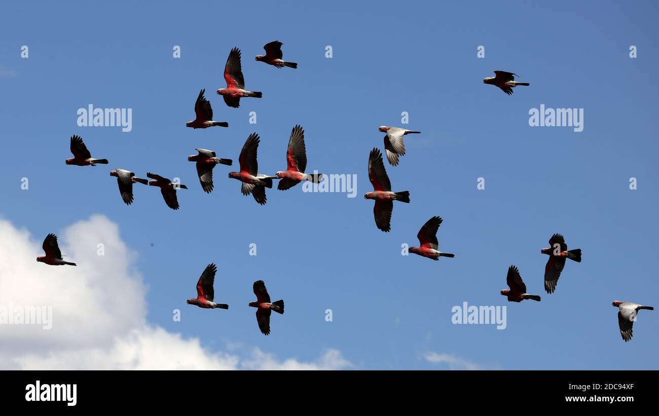 Pink & Grey Galah flock in flight Stock Photo - Alamy