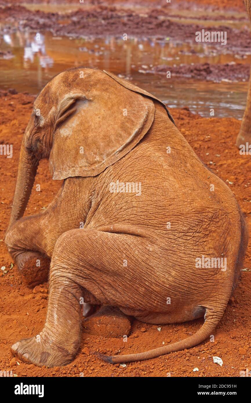 Small baby elephant seating at red dirt in Kenia Stock Photo - Alamy