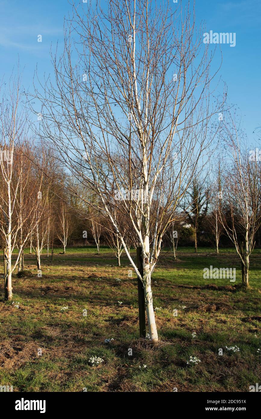 The Diamond Grove in Queen Elizabeth Park Grantham Stock Photo - Alamy