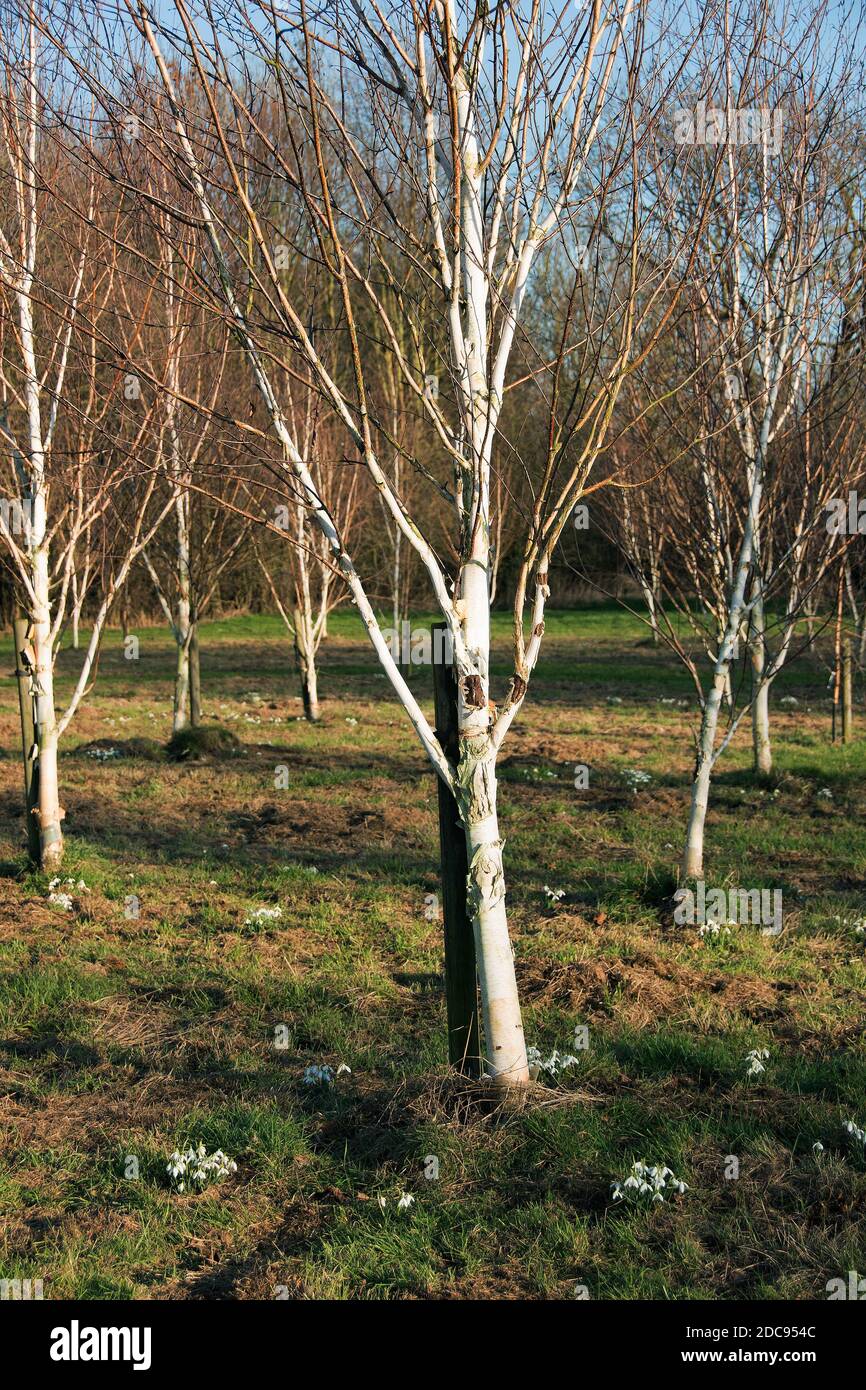 The Diamond Grove in Queen Elizabeth Park Grantham Stock Photo - Alamy