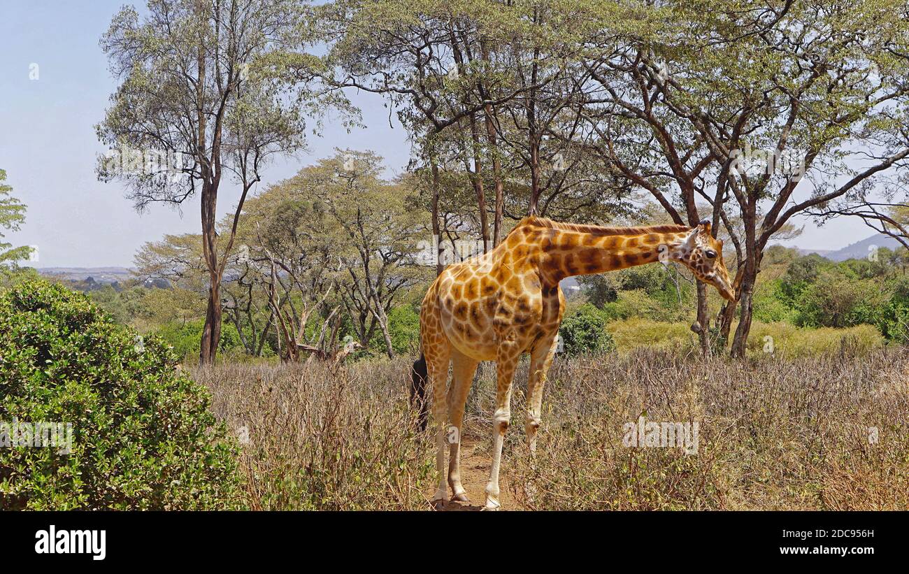 Wild animal giraffe in Africa safari Stock Photo - Alamy