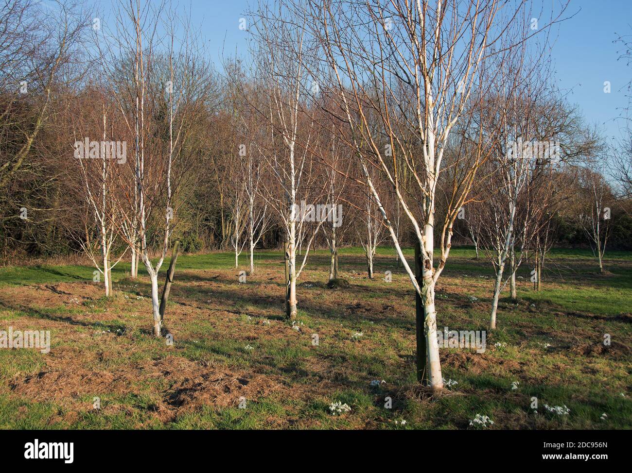The Diamond Grove in Queen Elizabeth Park Grantham Stock Photo - Alamy