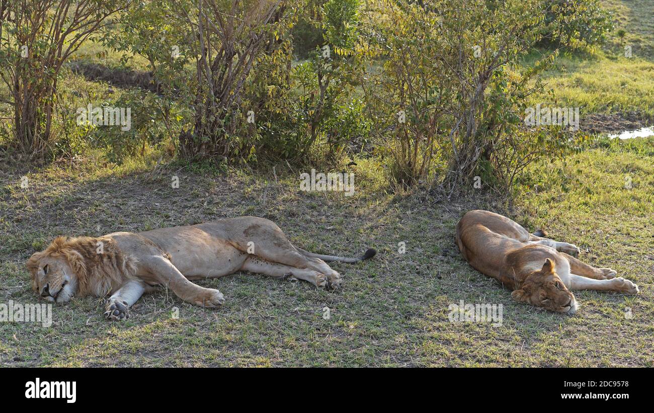 Lion and lioness sleep in shade Kenya safari Stock Photo - Alamy