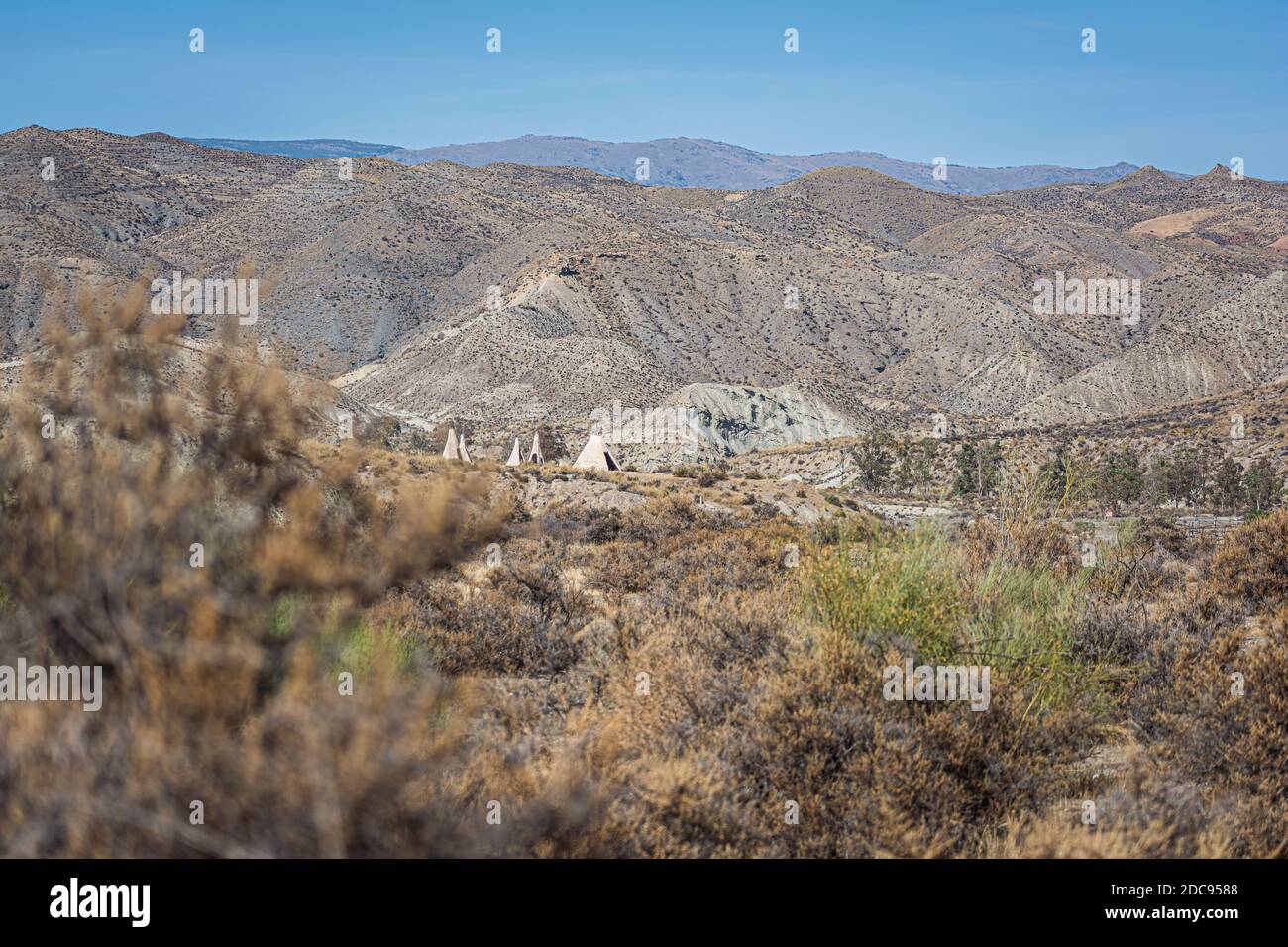 Desert native hi-res stock photography and images - Alamy