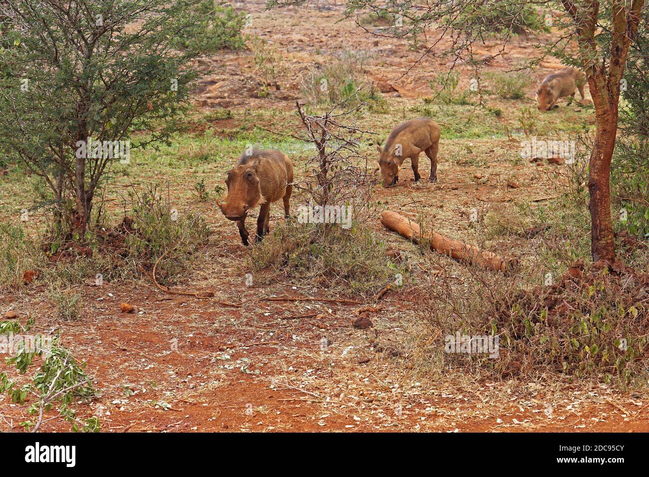 Wild warthog pigs at savanna in Kenya Stock Photo - Alamy