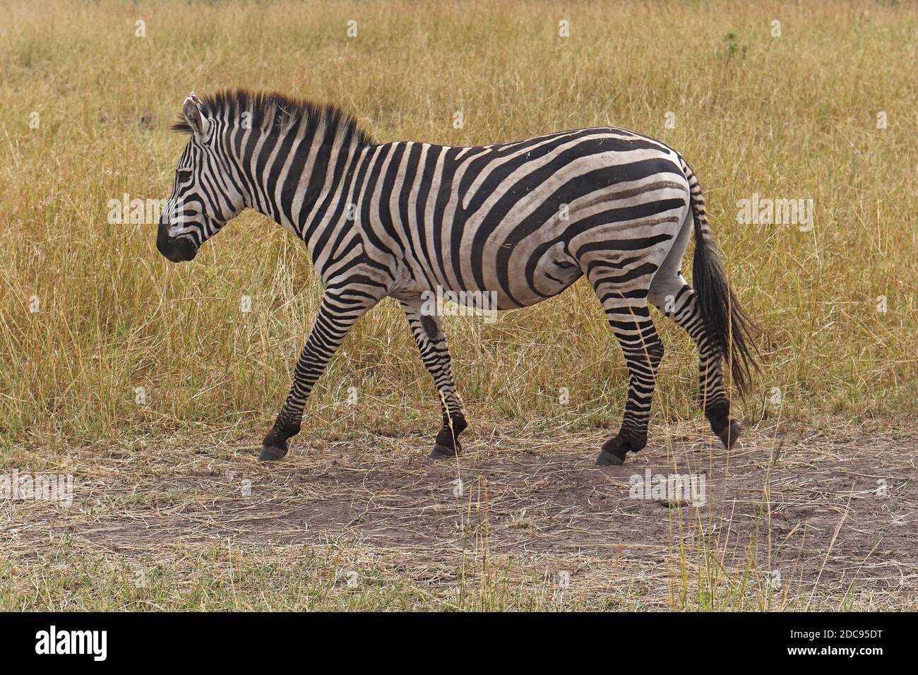 One zebra hi-res stock photography and images - Alamy