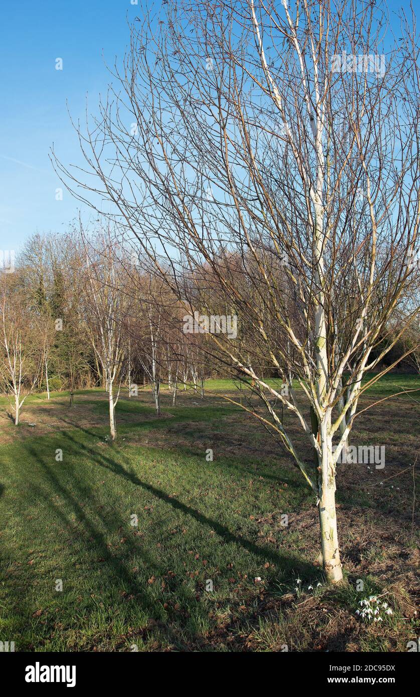 The Diamond Grove in Queen Elizabeth Park Grantham Stock Photo - Alamy