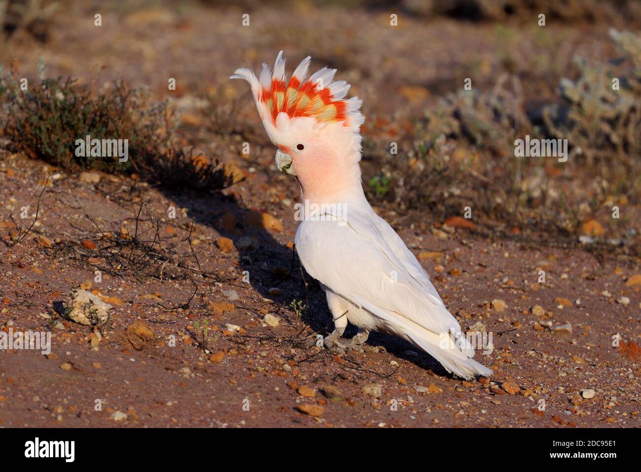 Australian Pink Cockatoo with crest erected Stock Photo - Alamy