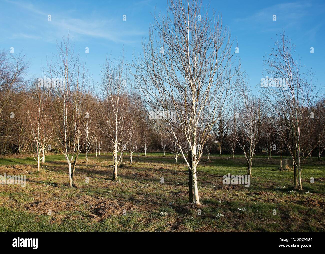 The Diamond Grove in Queen Elizabeth Park Grantham Stock Photo - Alamy