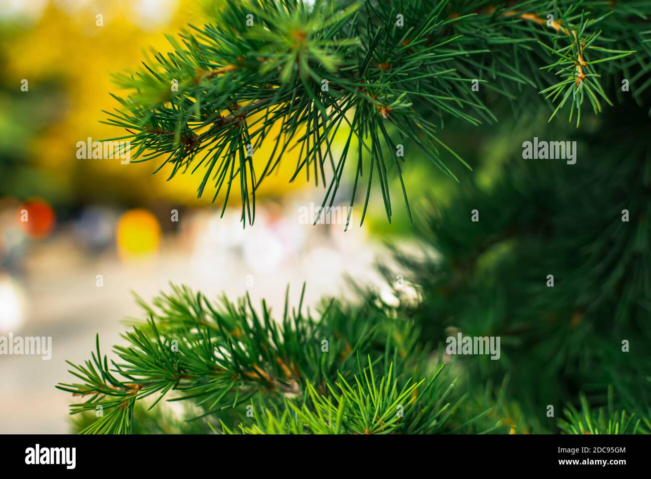 Abstract art photography of a tree hi-res stock photography and images ...