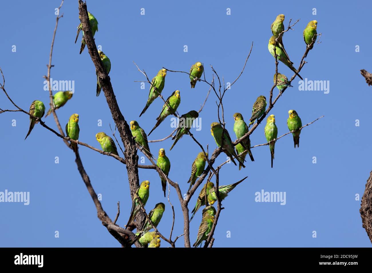 Flock of wild Australian Budgerigar's perched in tree Stock Photo - Alamy