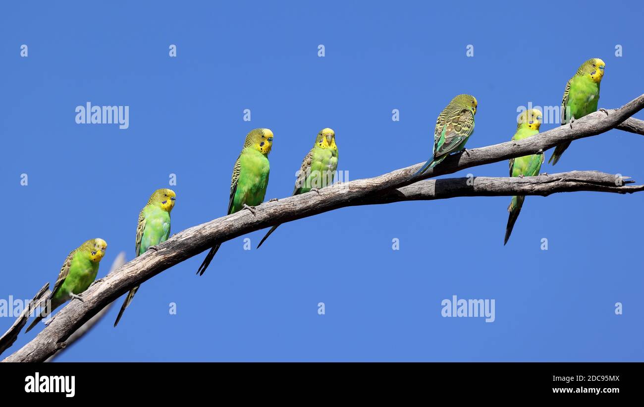 Wild budgerigars australia hi-res stock photography and images - Alamy