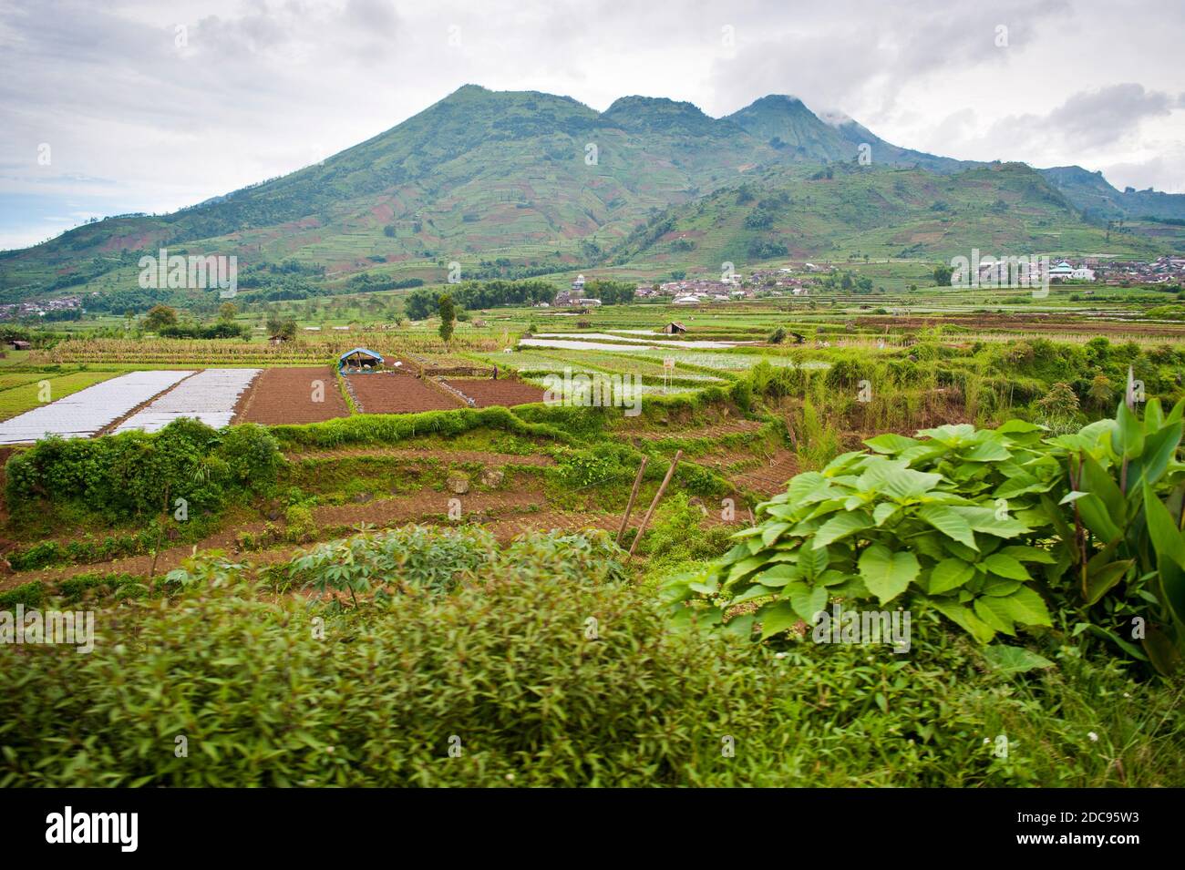 Vegetable Fields in Wonosobo, Dieng Plateau, Central Java, Indonesia ...