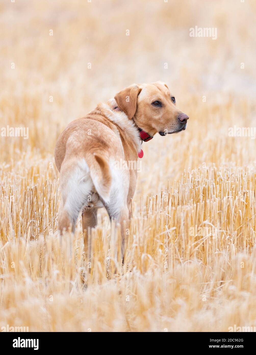A yellow Lab out pheasant hunting in North Dakota Stock Photo - Alamy