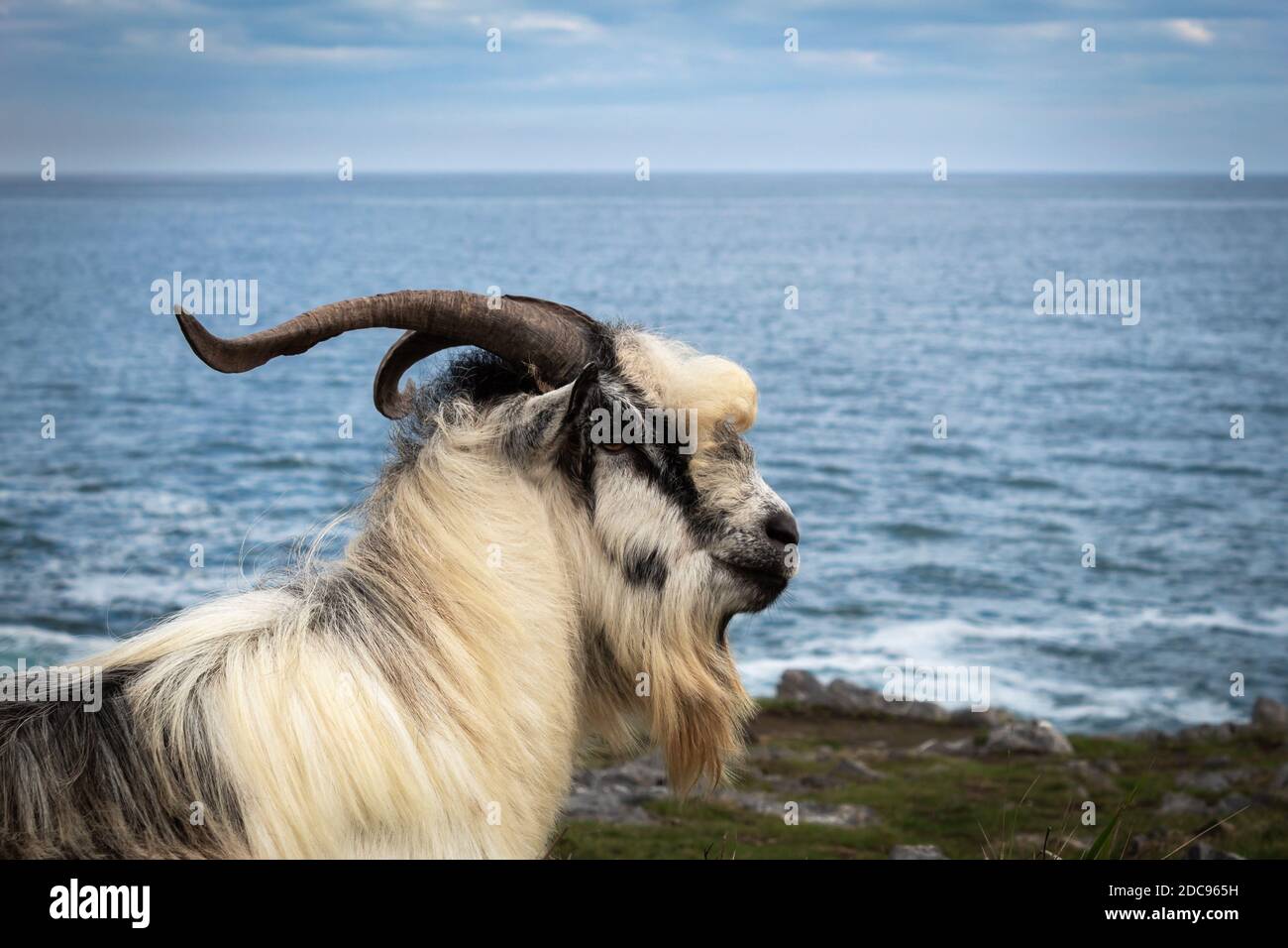 A male goat on the seashore Stock Photo - Alamy