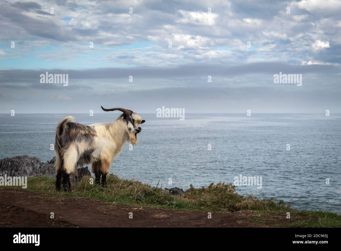 A male goat on the seashore Stock Photo - Alamy