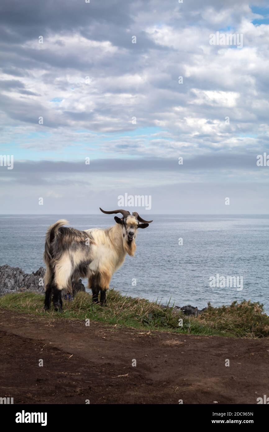 A male goat on the seashore Stock Photo - Alamy