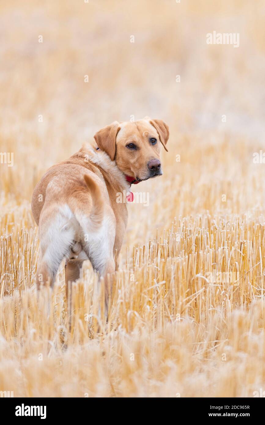 Yellow Labrador Hunting