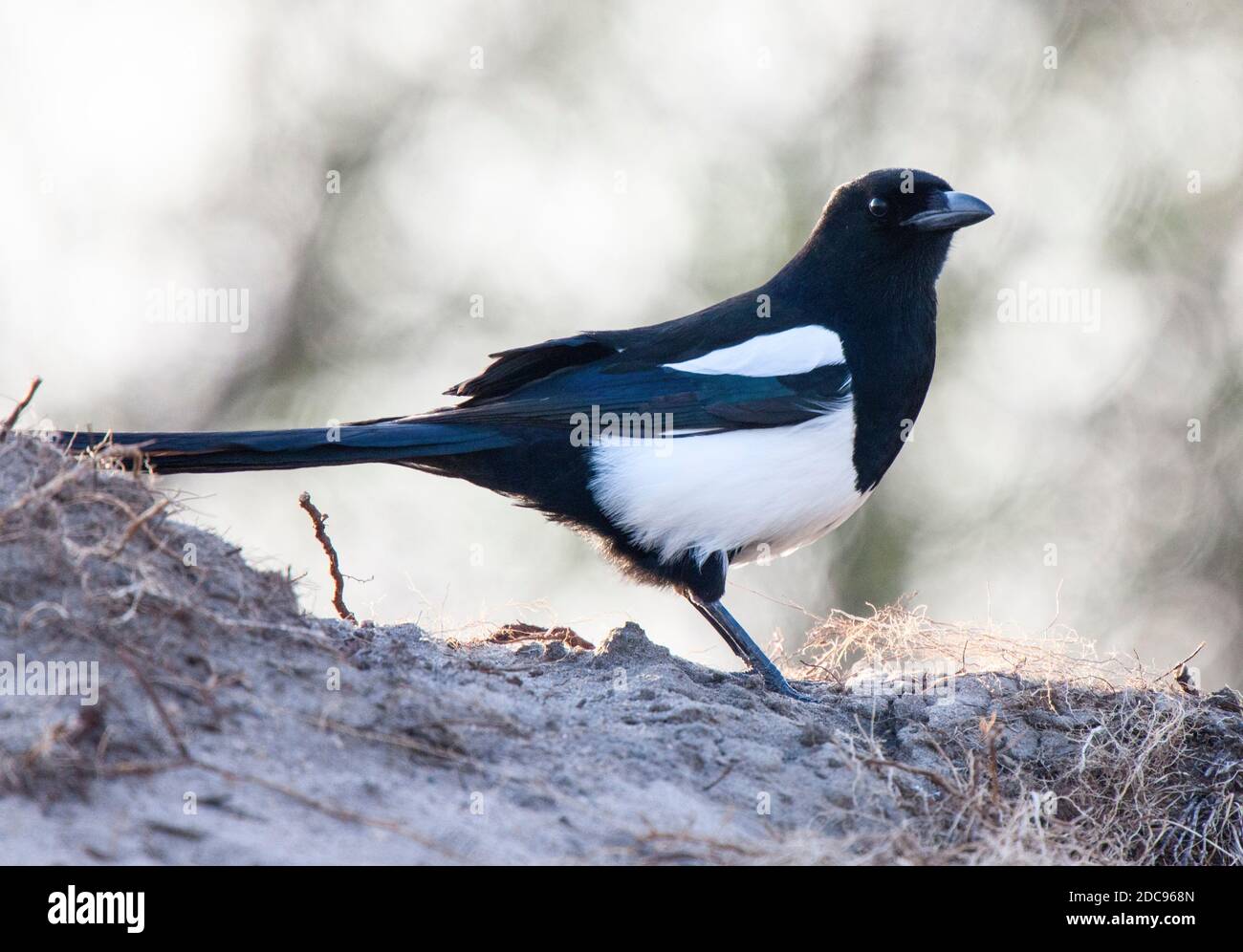 Magpie in Saskatchewan on a pile of dirt Stock Photo - Alamy