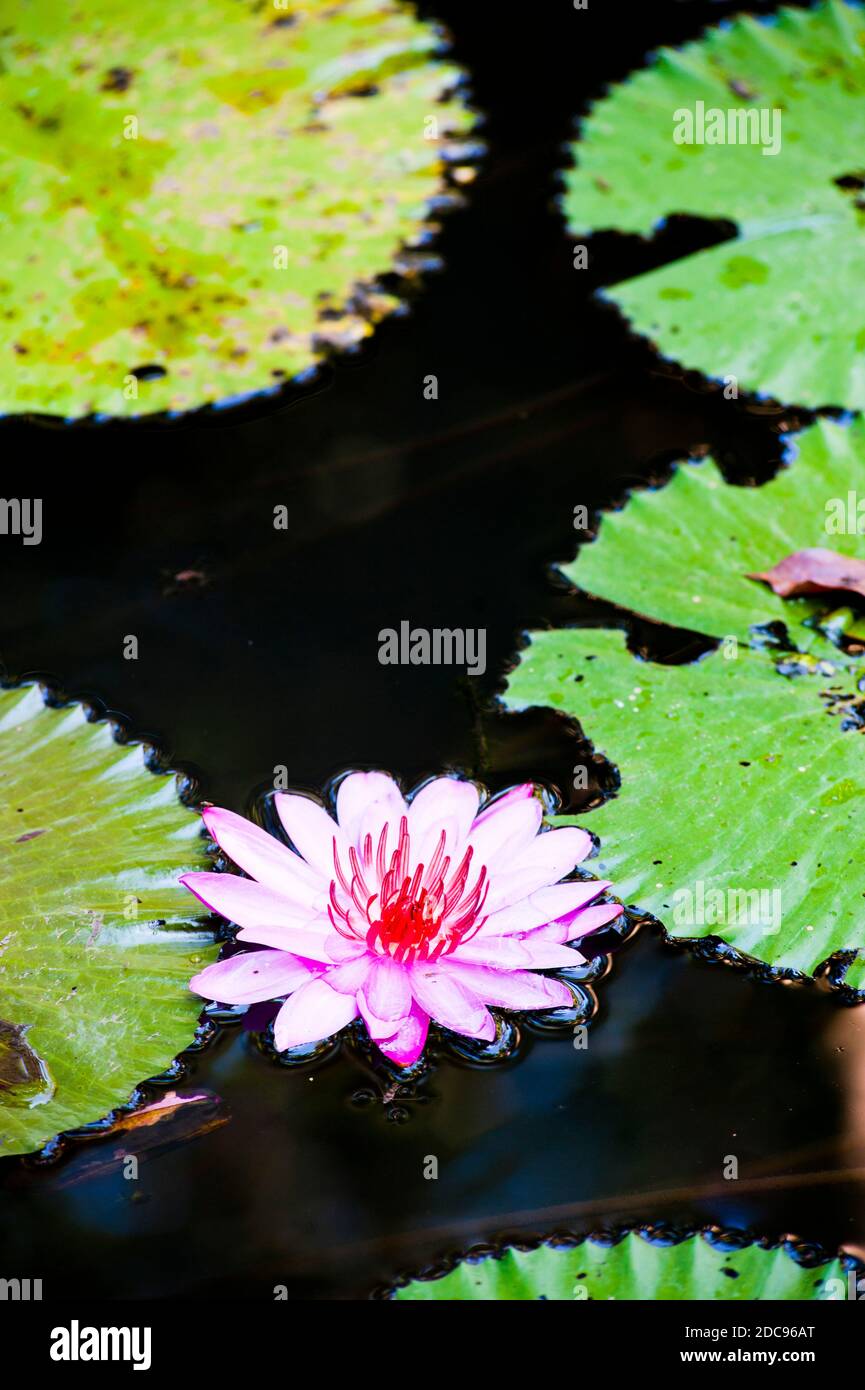 Picture of a Water Lilly Flower in a Pond at Pura Goa Gaja, Elephant ...