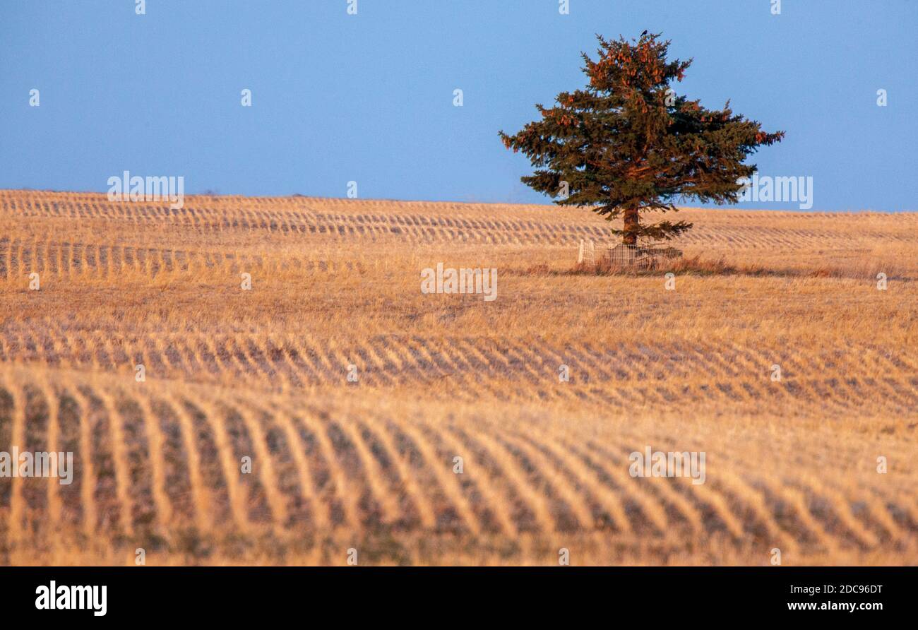 Lone Tree Saskatchewan Prairie Stubble crop rows Stock Photo - Alamy