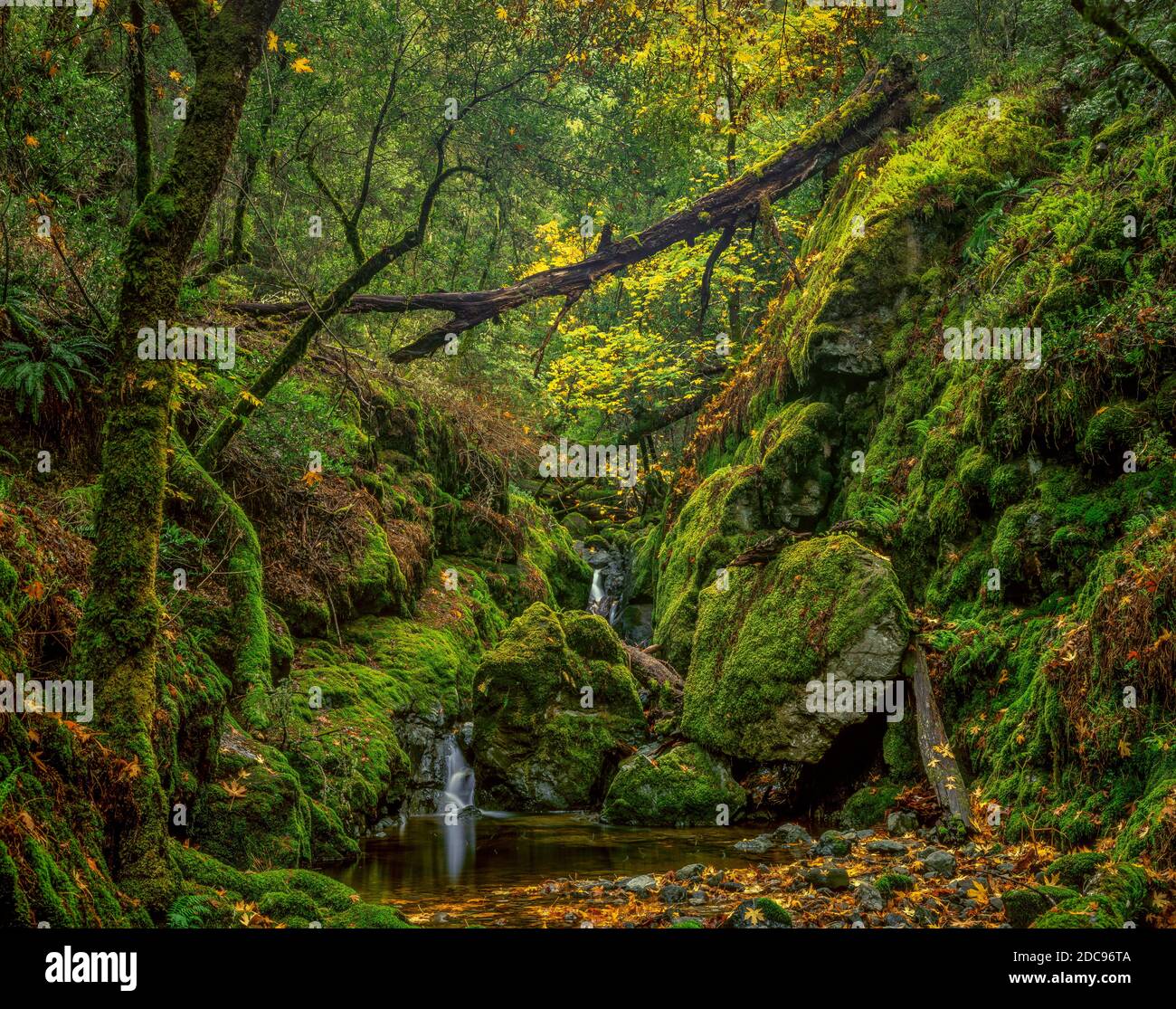 Falls, Cataract Creek, Mount Tamalpais, Marin County, California Stock ...