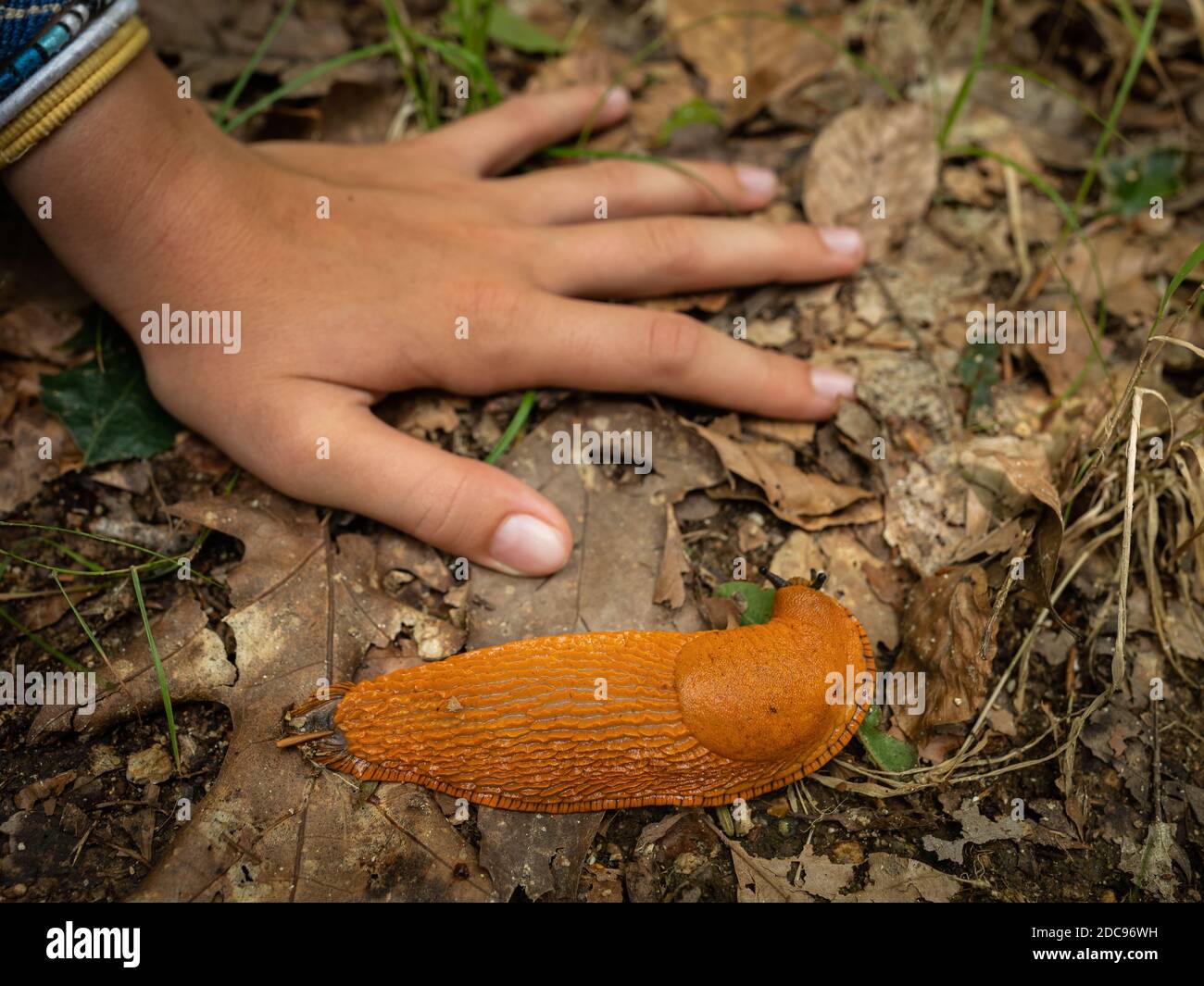 Slug plague hi-res stock photography and images - Alamy