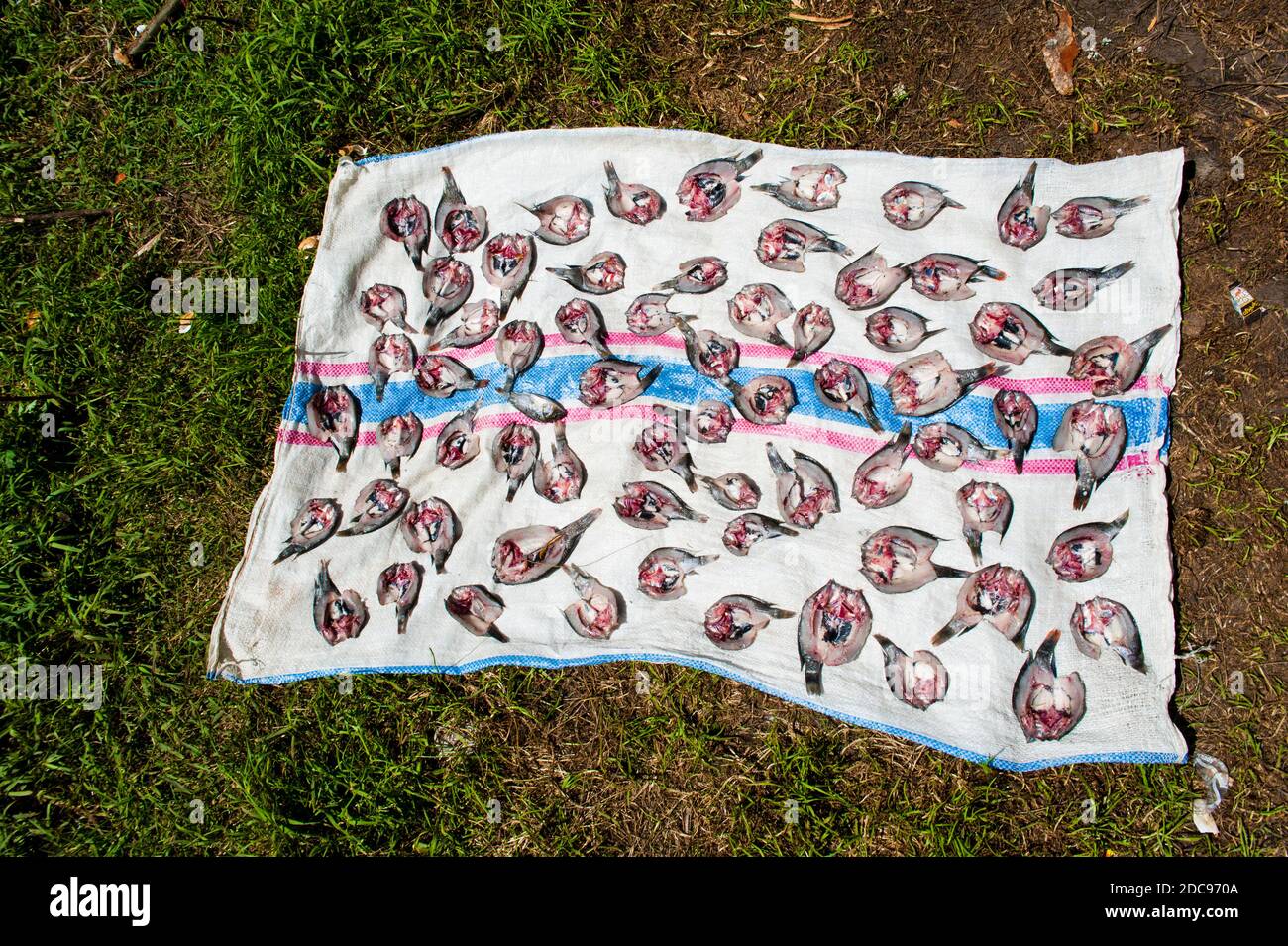 Fish Caught in Segara Anak Lake, Mount Rinjani, Lombok, Indonesia, Asia ...