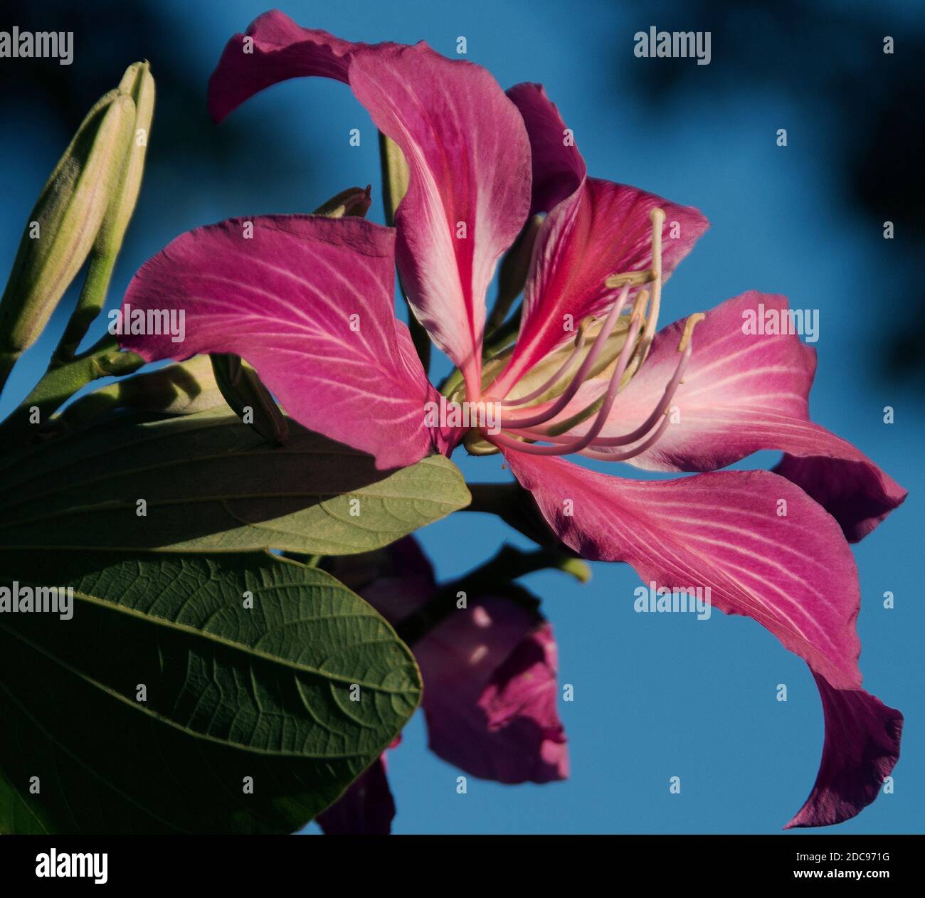 Bauhinia blakeana hi-res stock photography and images - Alamy