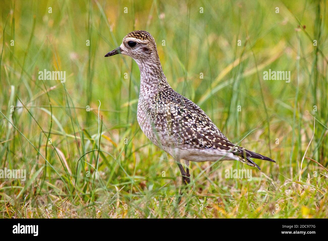 Baby Godwit Canada wading bird Northern Saskatchewan Stock Photo - Alamy