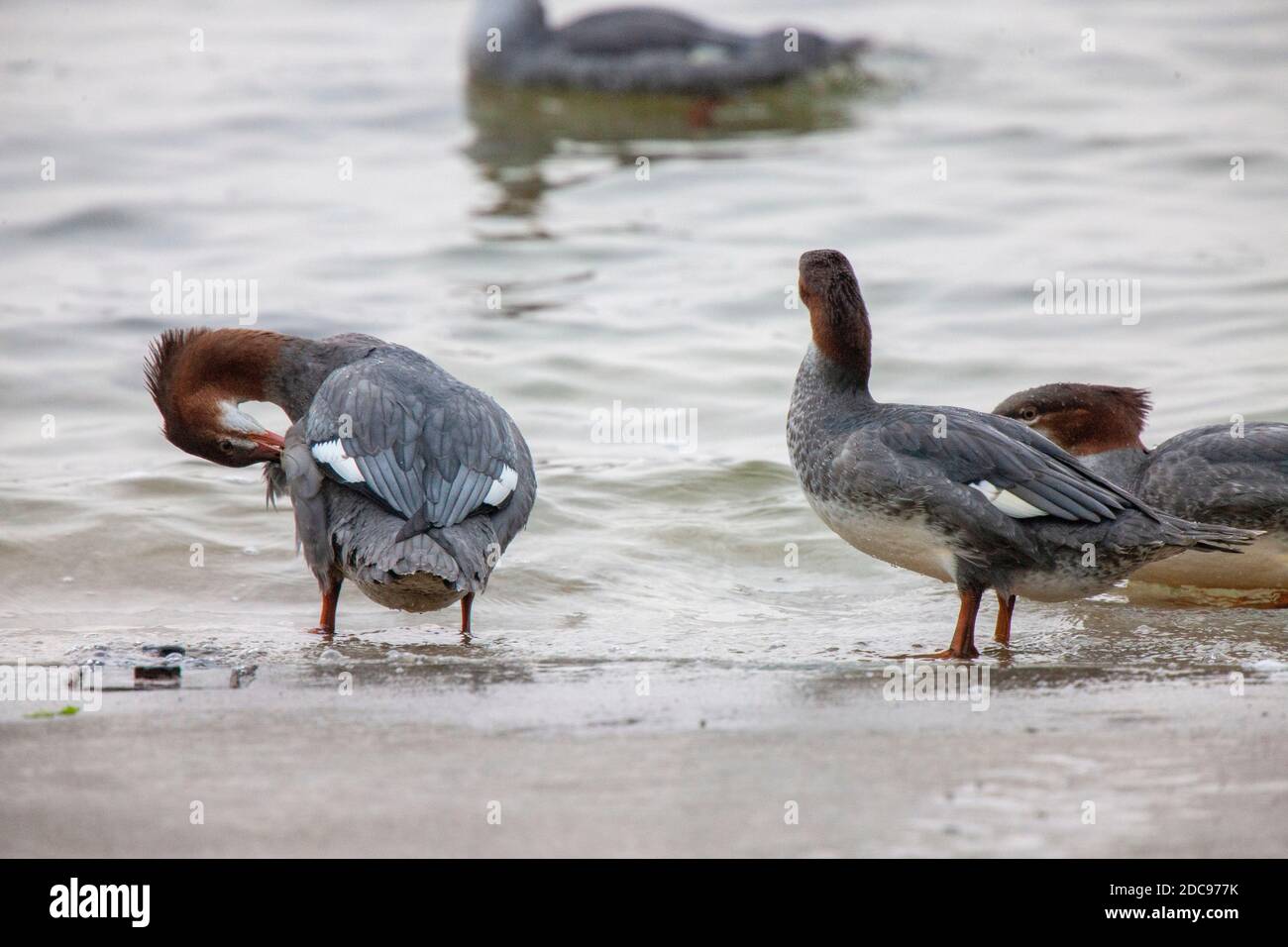 Duck lake saskatchewan hi-res stock photography and images - Alamy