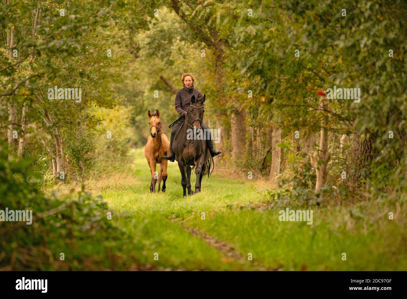 Young woman riding without saddle on her beautiful brown mare, yellow ...