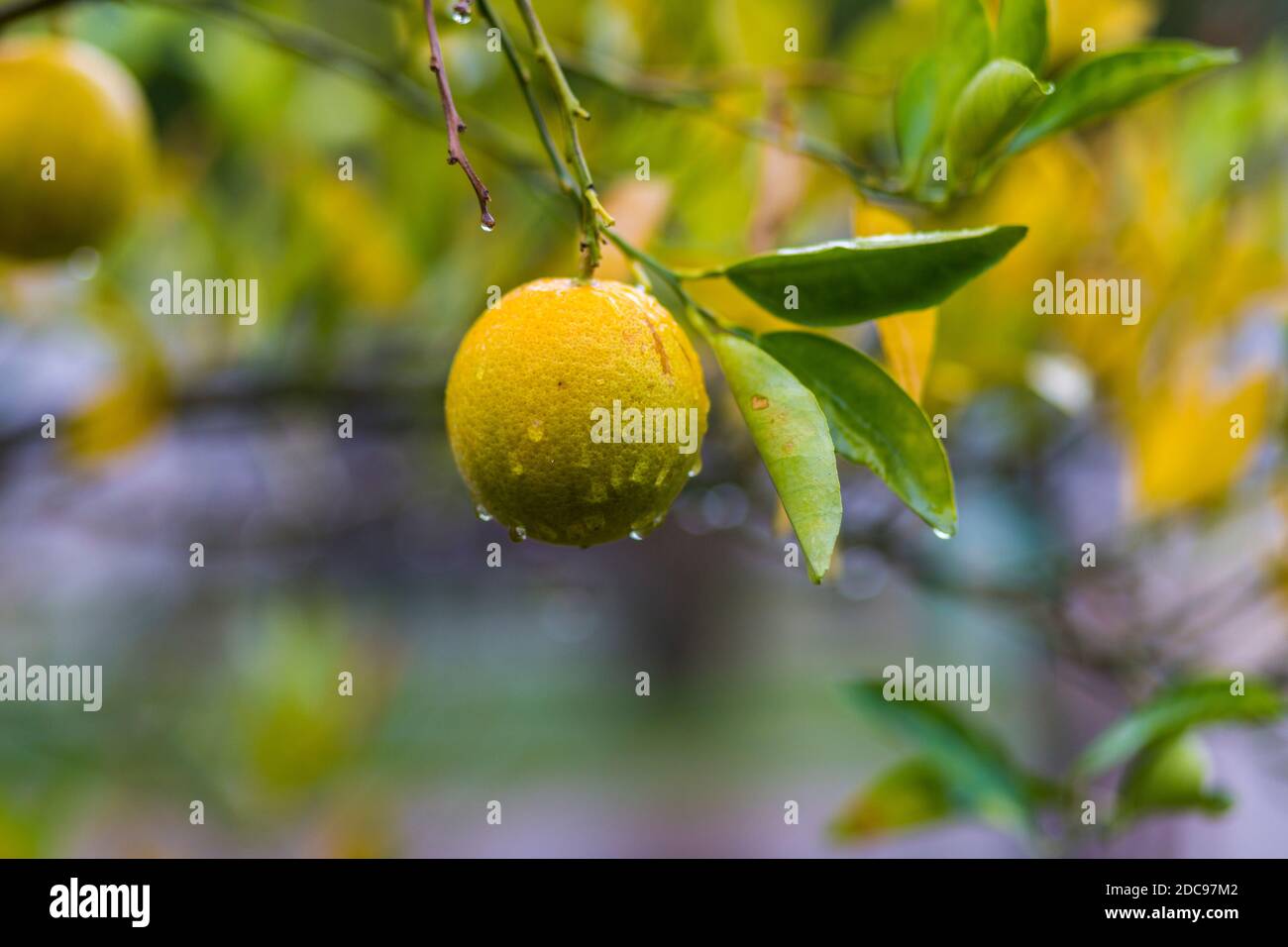 A newly grown orange soaked in the rain in Antalya Stock Photo - Alamy