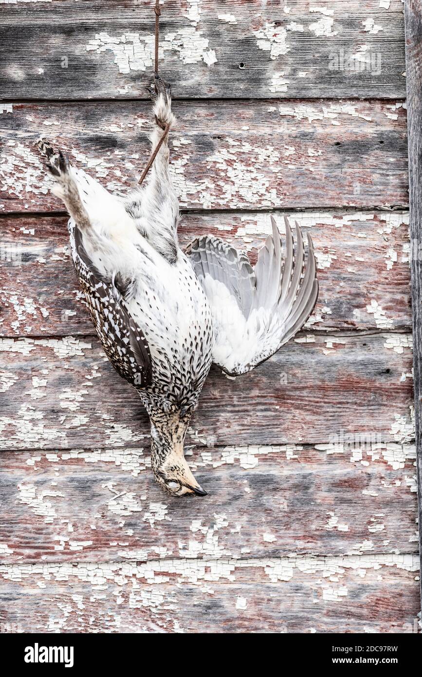 A sharptail Grouse after a day of hunting in North Dakota Stock Photo ...
