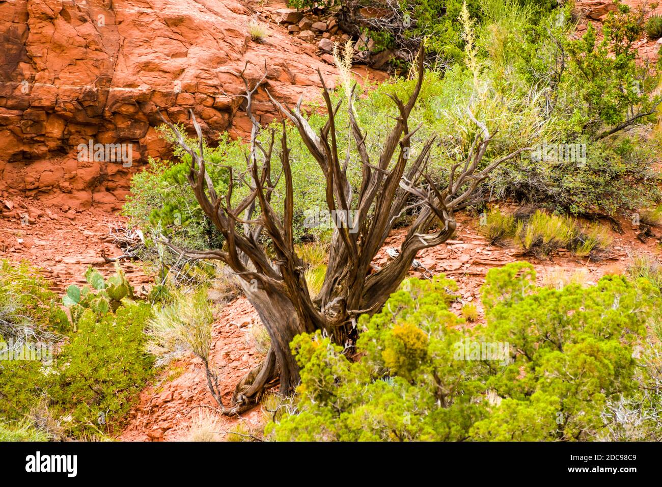 Sedona, Arizona, Dead Scrub Tree Stock Photo - Alamy