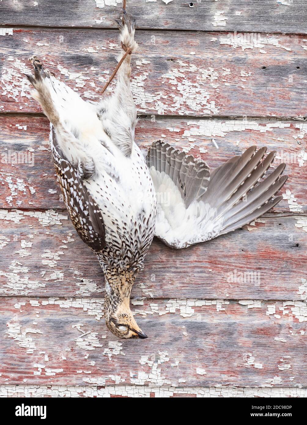 A sharptail Grouse after a day of hunting in North Dakota Stock Photo ...