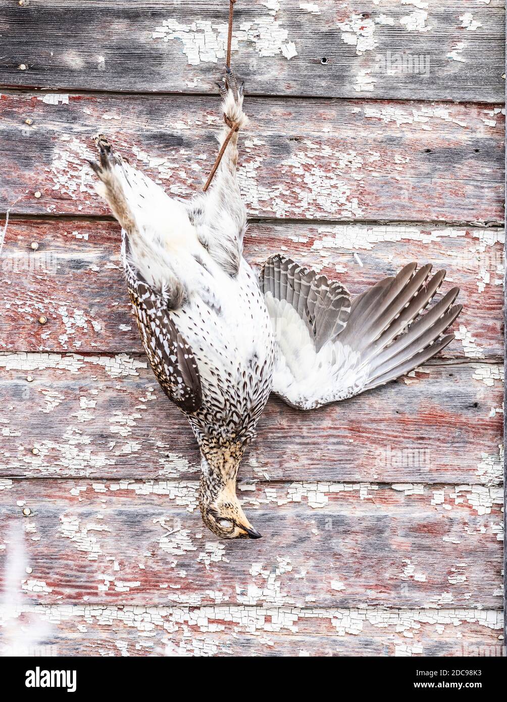 A sharptail Grouse after a day of hunting in North Dakota Stock Photo ...
