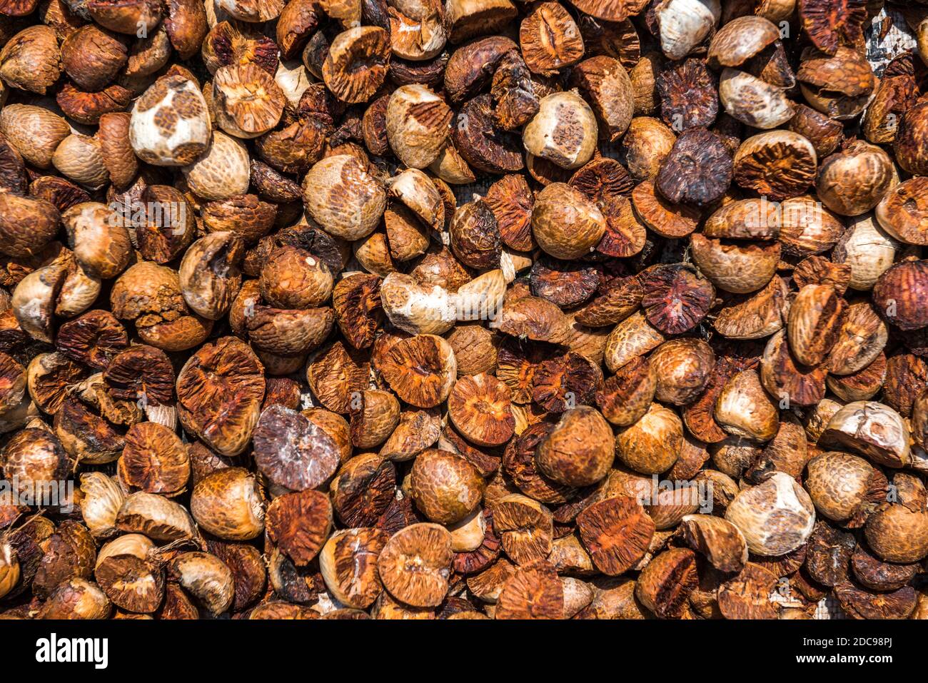 Betel nut drying hi-res stock photography and images - Alamy