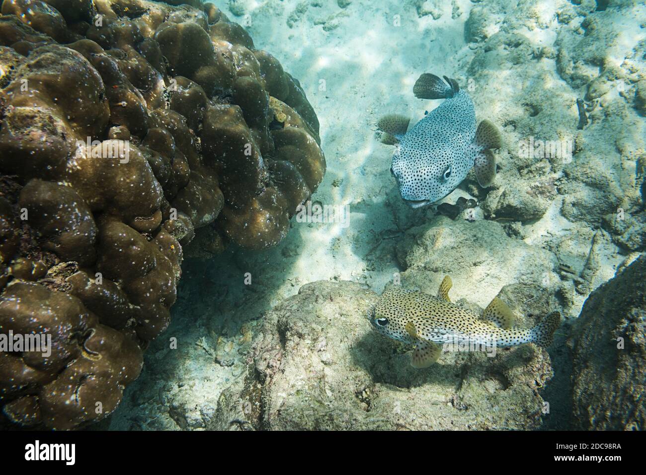 Underwater photo of Puffer Fish (Tetraodontidae) at Iboih, Pulau Weh ...